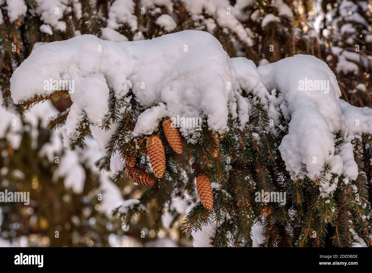 Spruce cone cap hi-res stock photography and images - Alamy