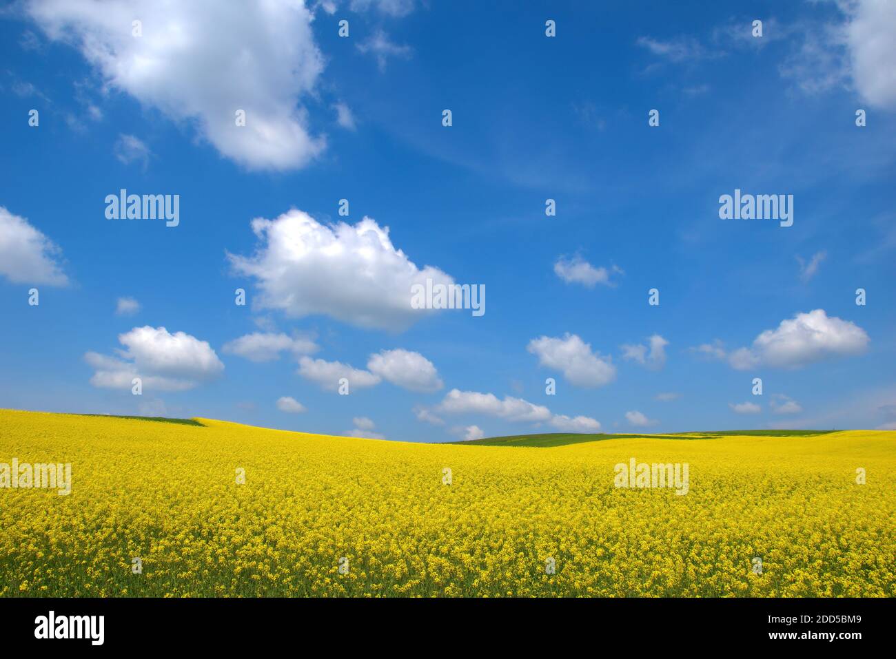 Blooming canola field. Rape on the field in summer. Bright Yellow ...