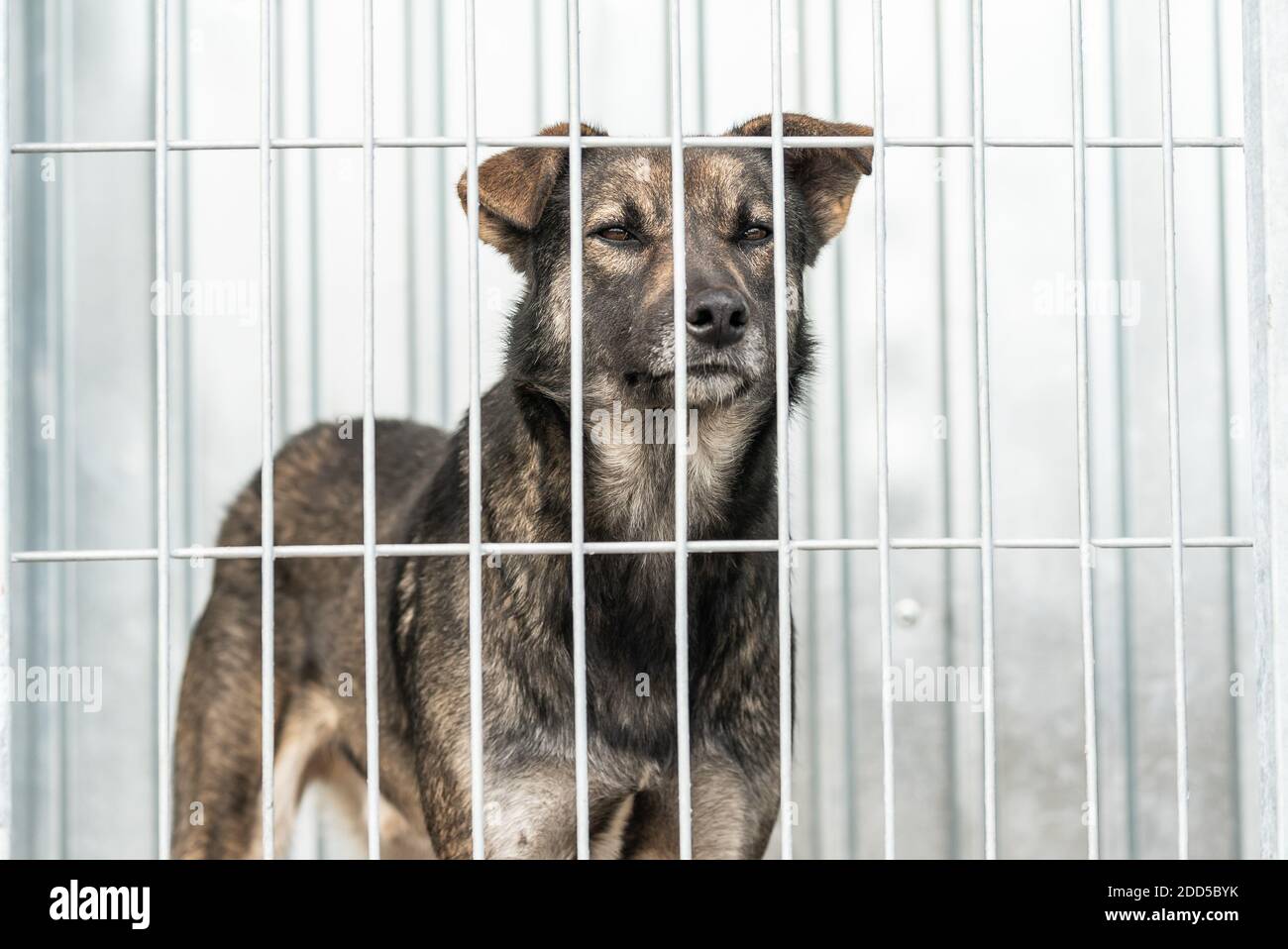 Homeless dog in a shelter for dogs Stock Photo - Alamy