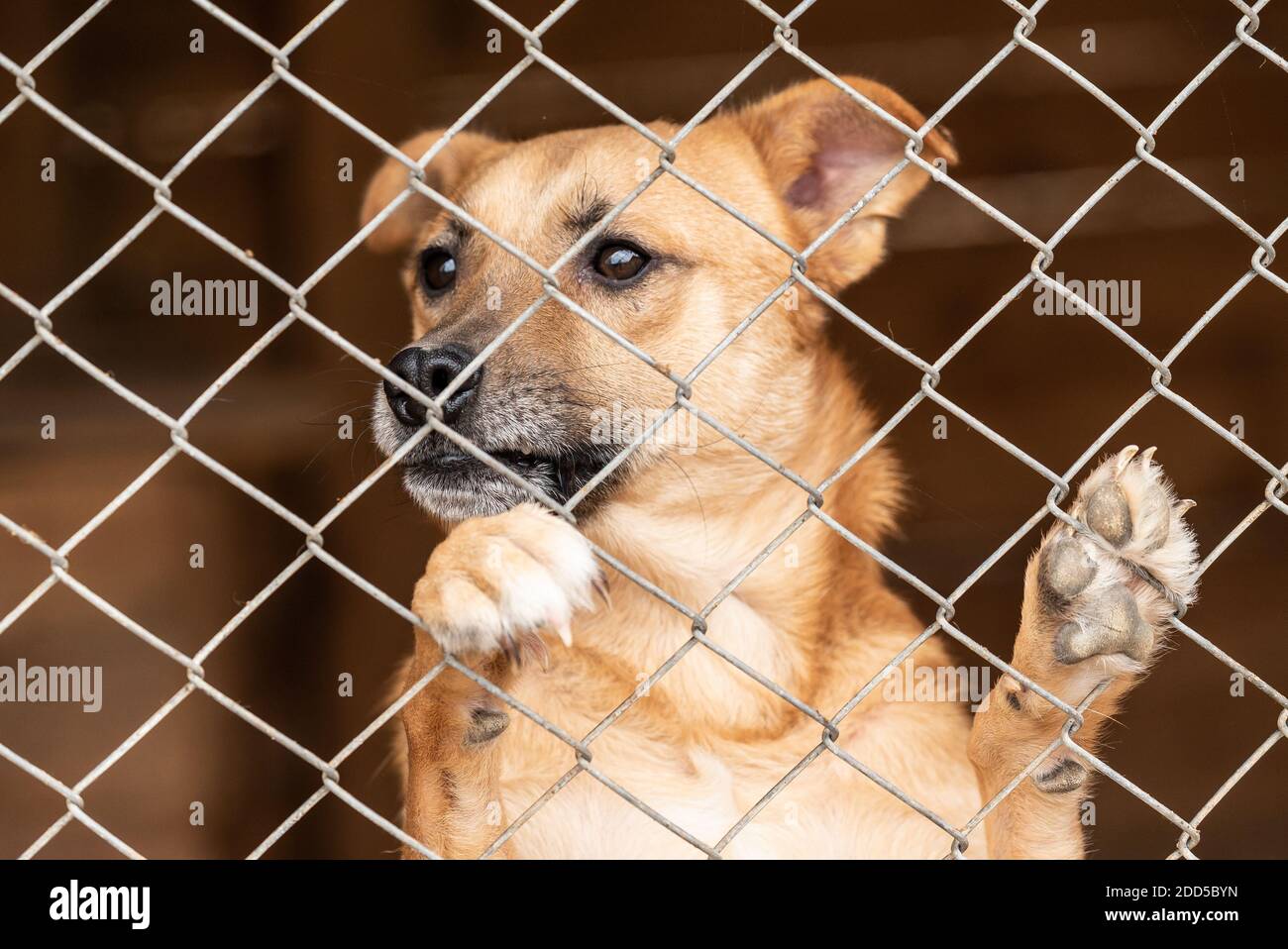 Homeless dog in a shelter for dogs Stock Photo - Alamy