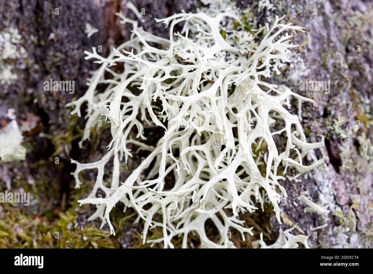 Usnea hirta hi-res stock photography and images - Alamy