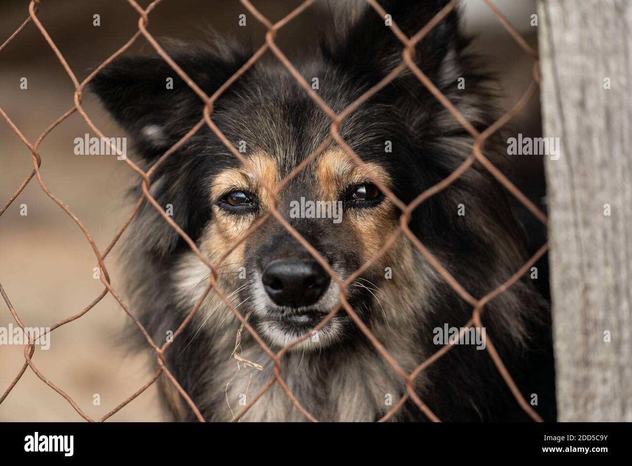 Homeless dog in a shelter for dogs Stock Photo - Alamy