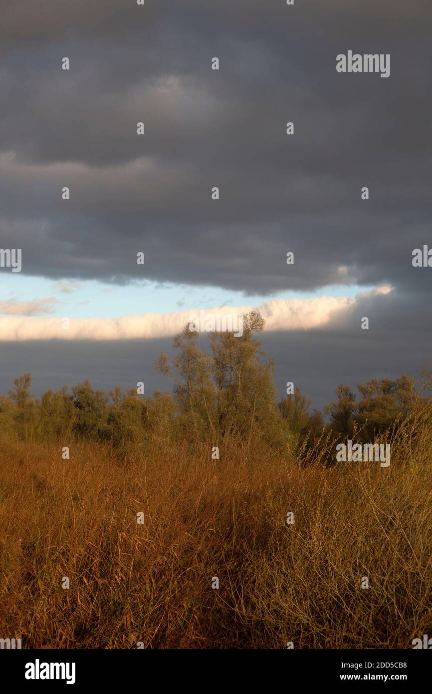 Reed field lit by red light of rising sun Stock Photo - Alamy