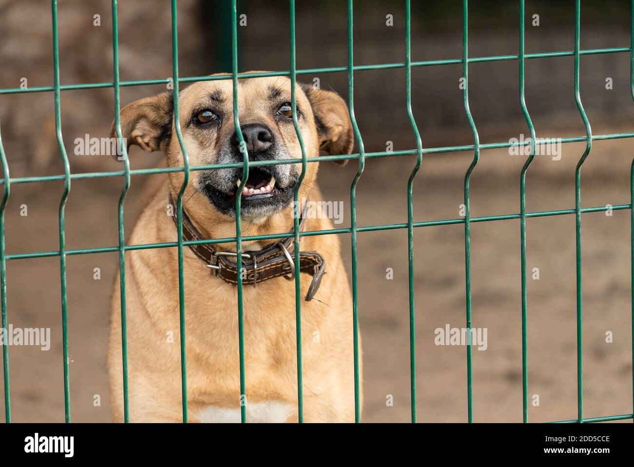 Homeless dog in a shelter for dogs Stock Photo - Alamy