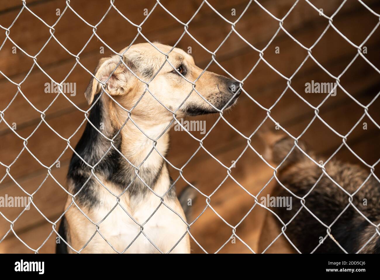 Homeless dog in a shelter for dogs Stock Photo - Alamy