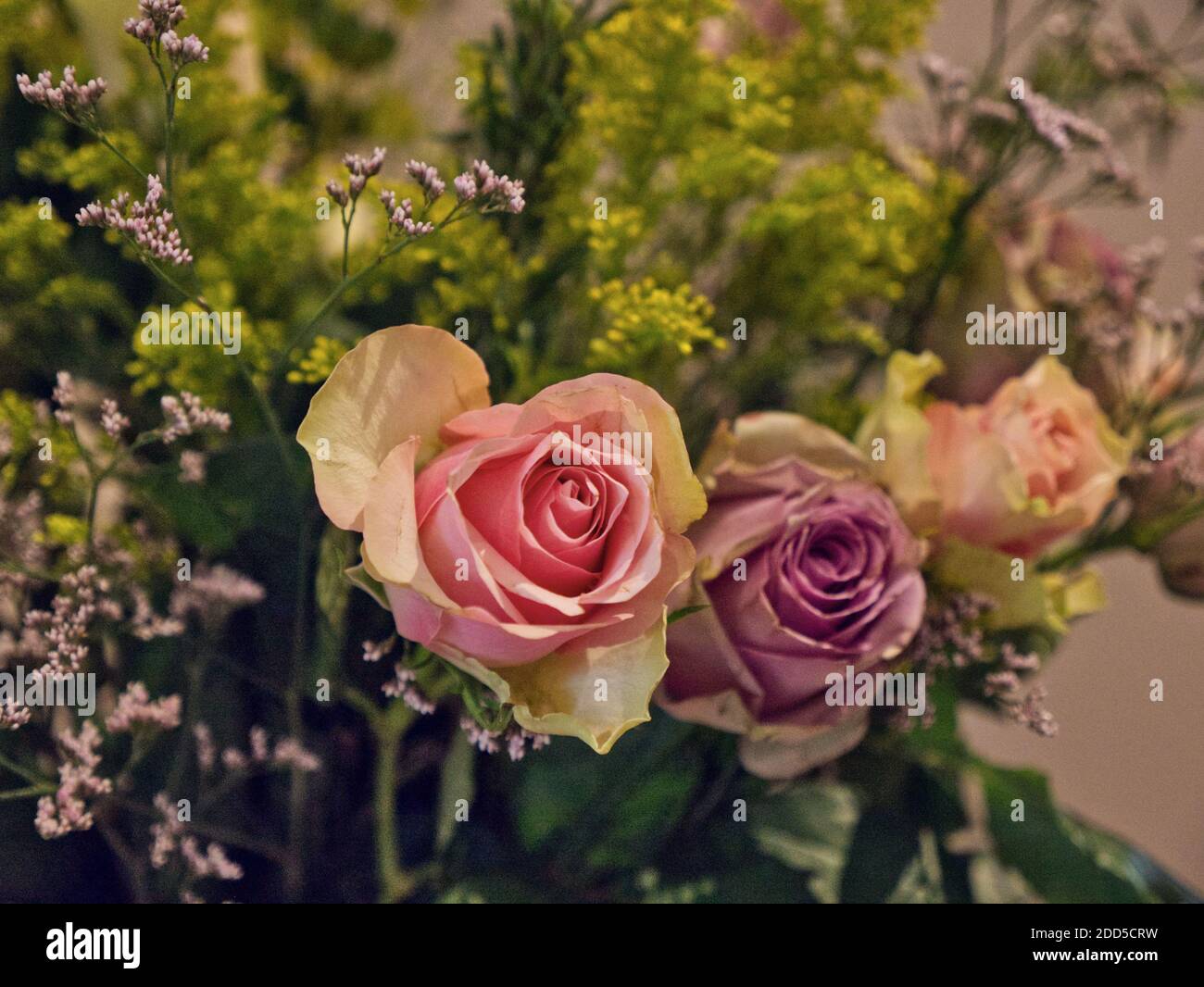 China Roses. Dusky Purple and Pink. Romantic, bridal, Rose Bushes ...