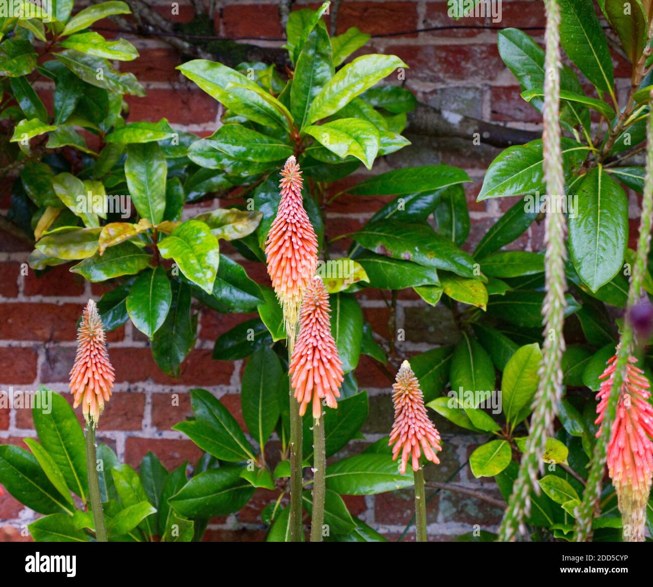 Orange Red Hot Poker Plant: Kniphofia Uvaria, Torch Lilies, Poker Plant ...