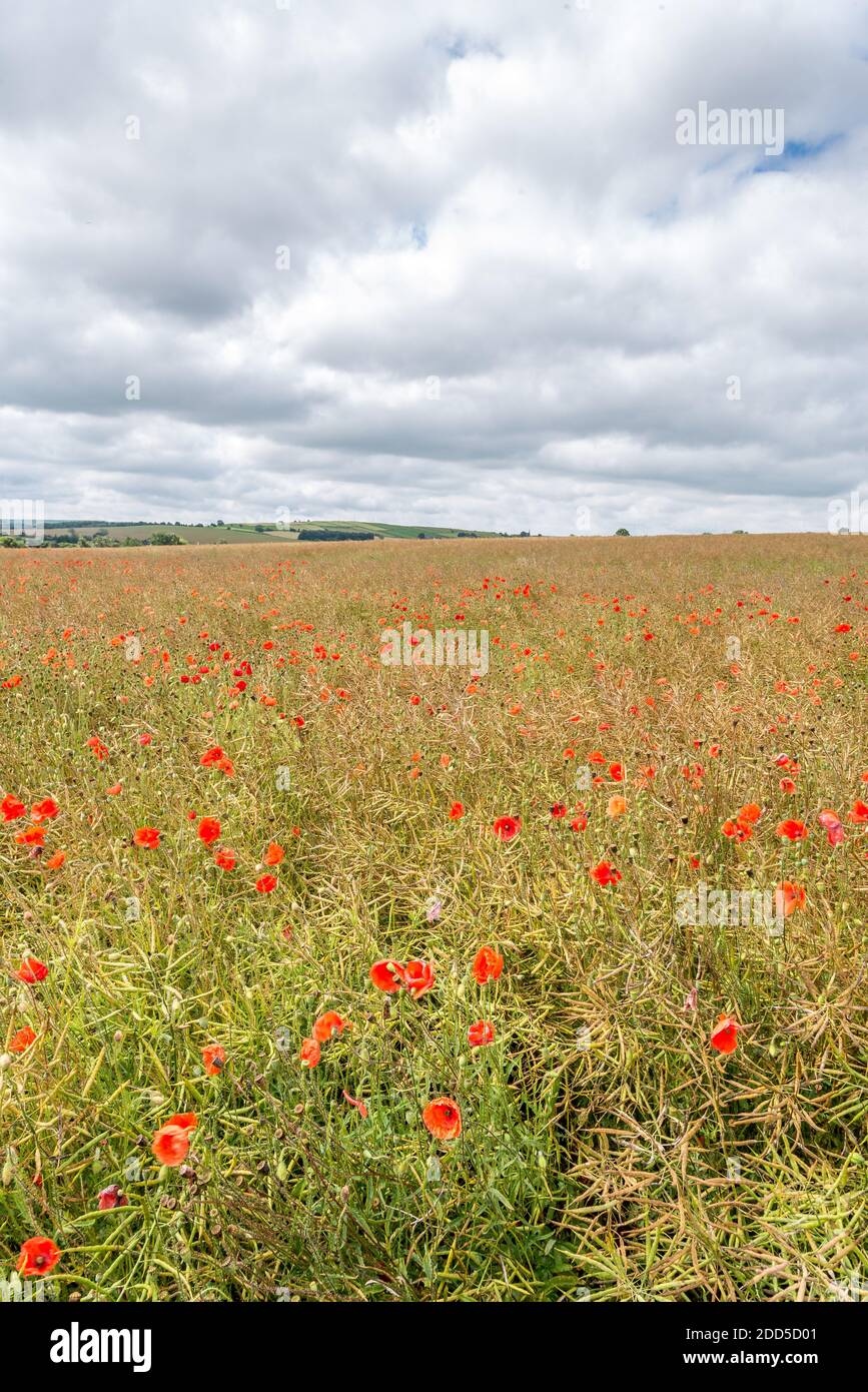 Red poppies in afield, Thurstonland, Wesy Yorkshire, England, UK Stock ...