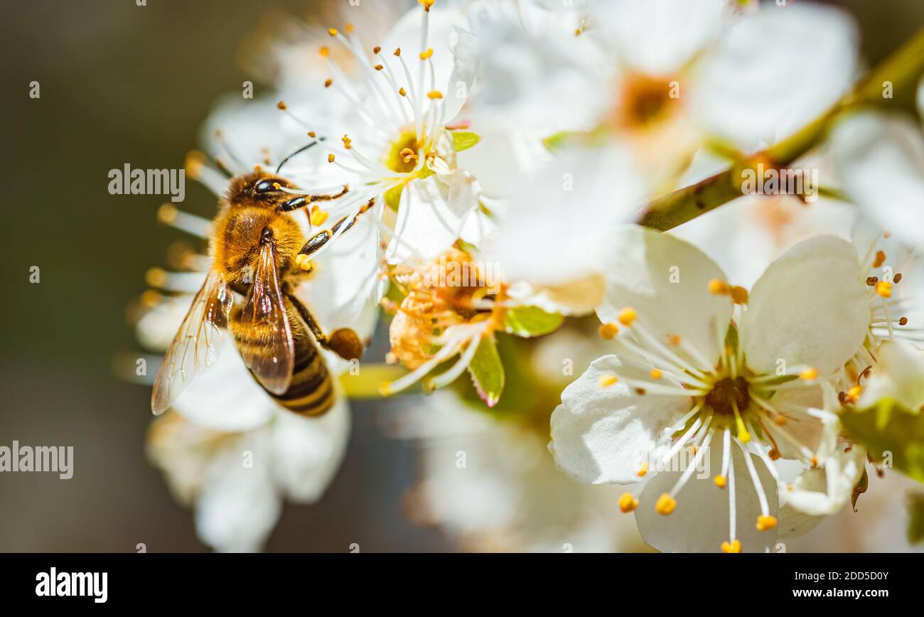 Cherry Tree Disease High Resolution Stock Photography and Images - Alamy