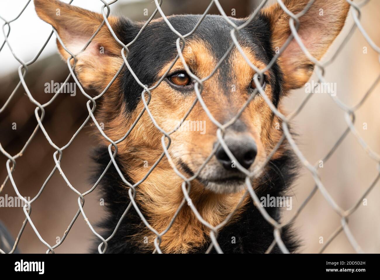 Homeless dog in a shelter for dogs Stock Photo - Alamy