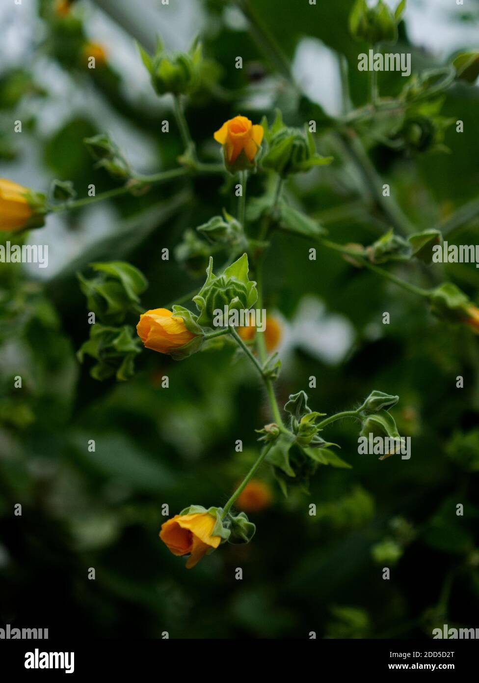 Abutilon Theophrasti, Indian Mallow, Buttonweed, Lantern Mallow, Annual ...