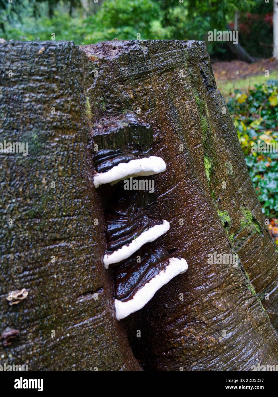 Polyporaceae Fungi, Fungus covering damp tree stumps in Bickton Park ...