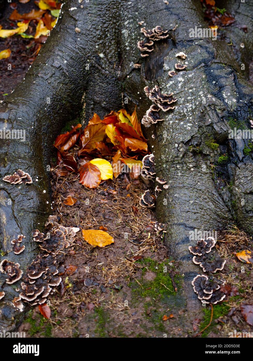 Polyporaceae Fungi, Fungus covering damp tree stumps in Bickton Park ...