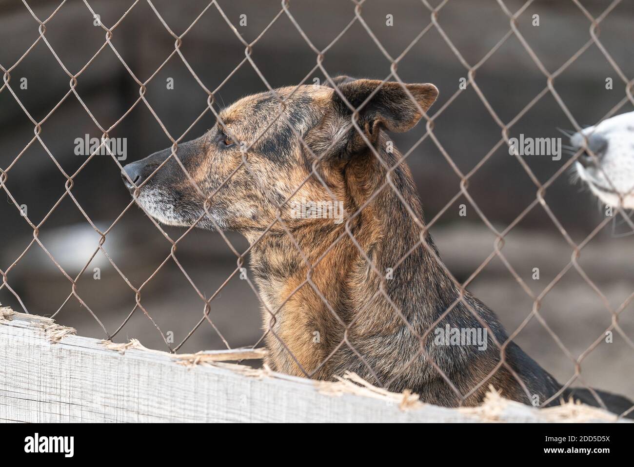 Homeless dog in a shelter for dogs Stock Photo - Alamy