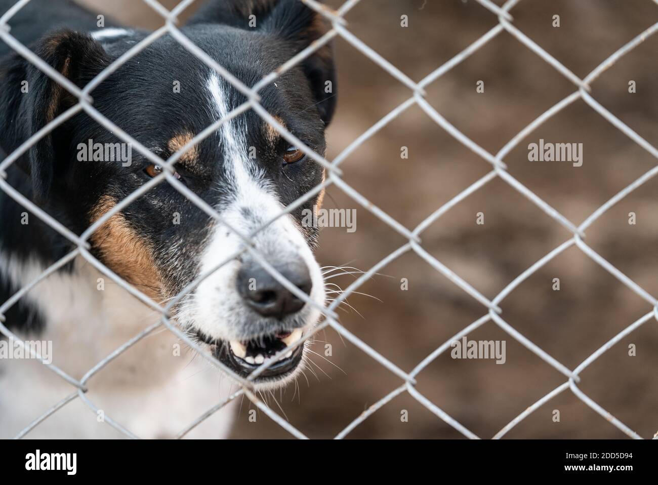 Homeless dog in a shelter for dogs Stock Photo - Alamy