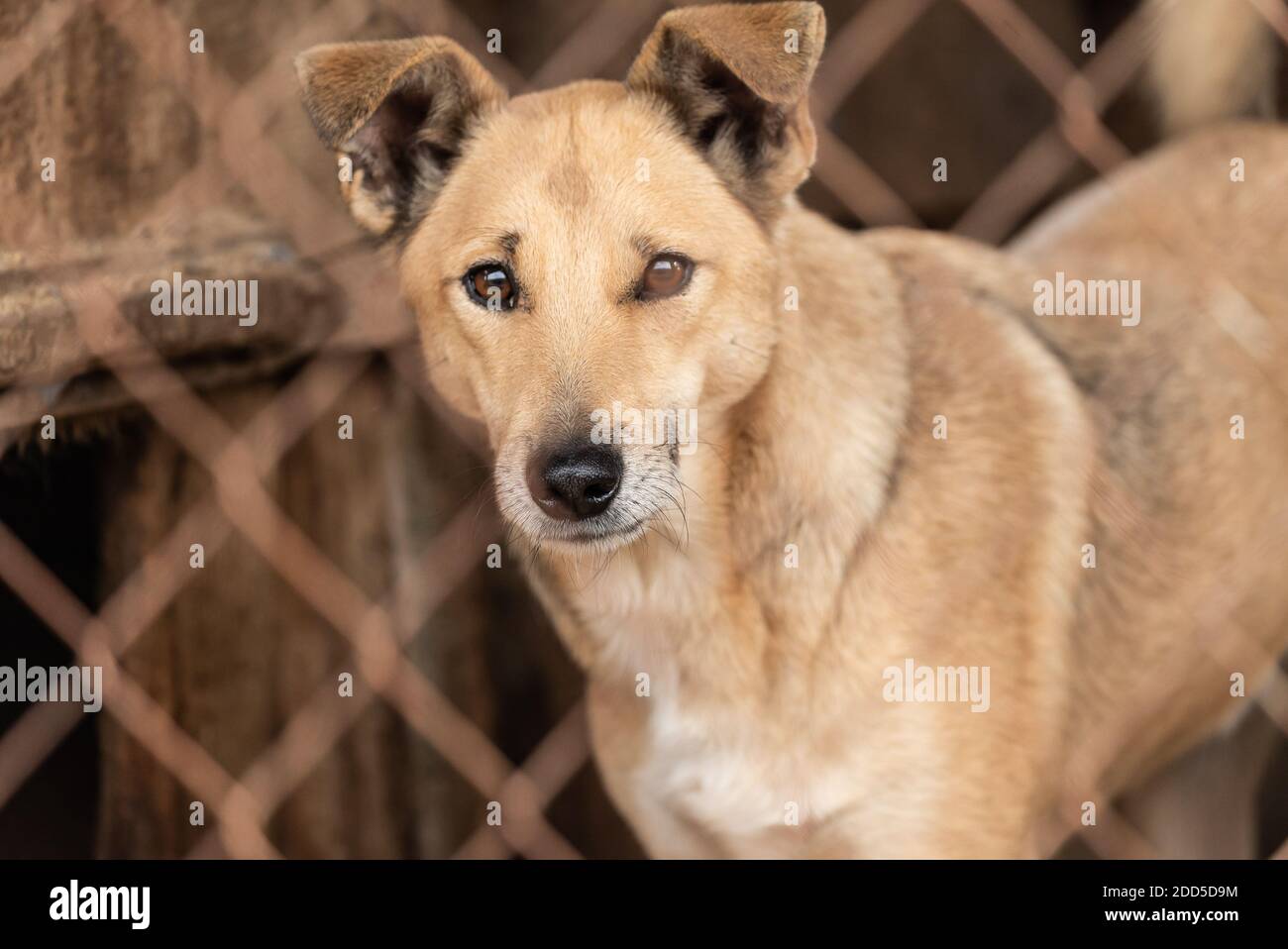 Homeless dog in a shelter for dogs Stock Photo - Alamy