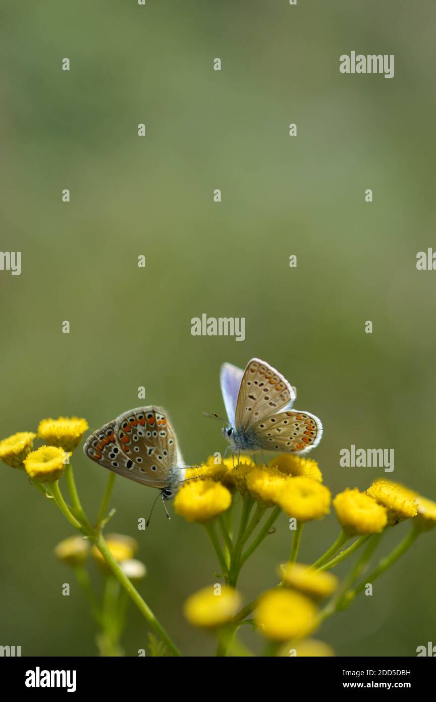 Two tiny butterflies on a tansy flower or bitter buttons, yellow plant ...