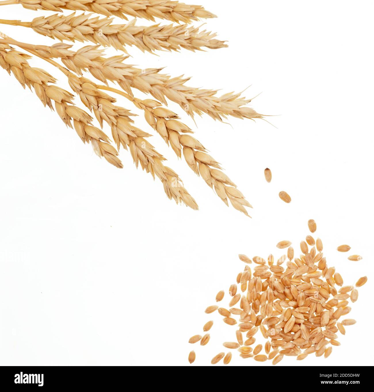 Wheat isolated on white background Stock Photo - Alamy