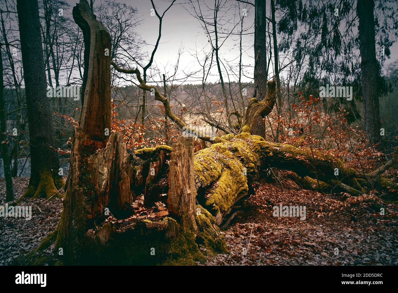 Broken dead tree in the forest. Nature. Autumn Stock Photo - Alamy
