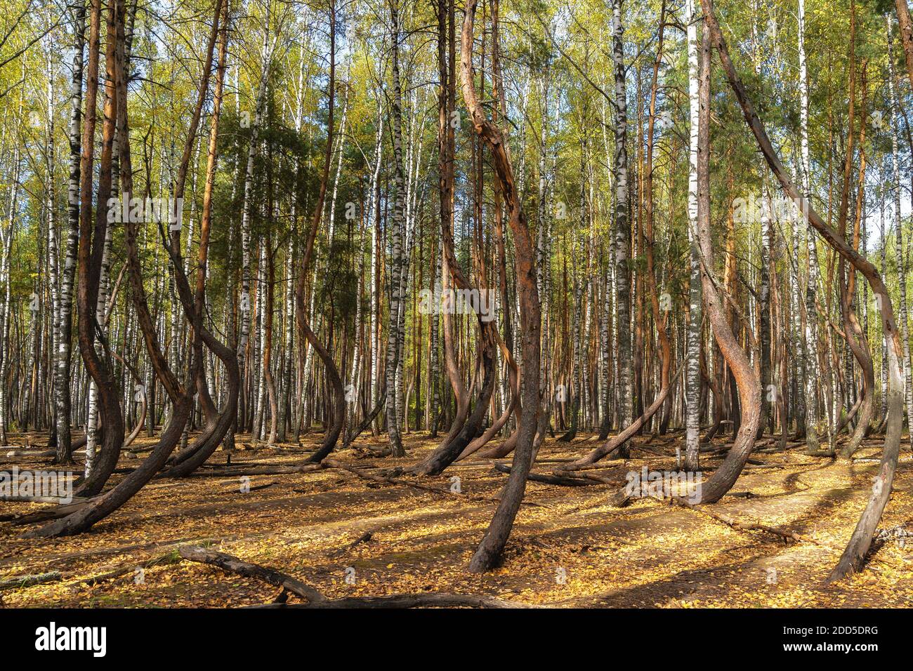 Dancing forest russia hi-res stock photography and images - Alamy