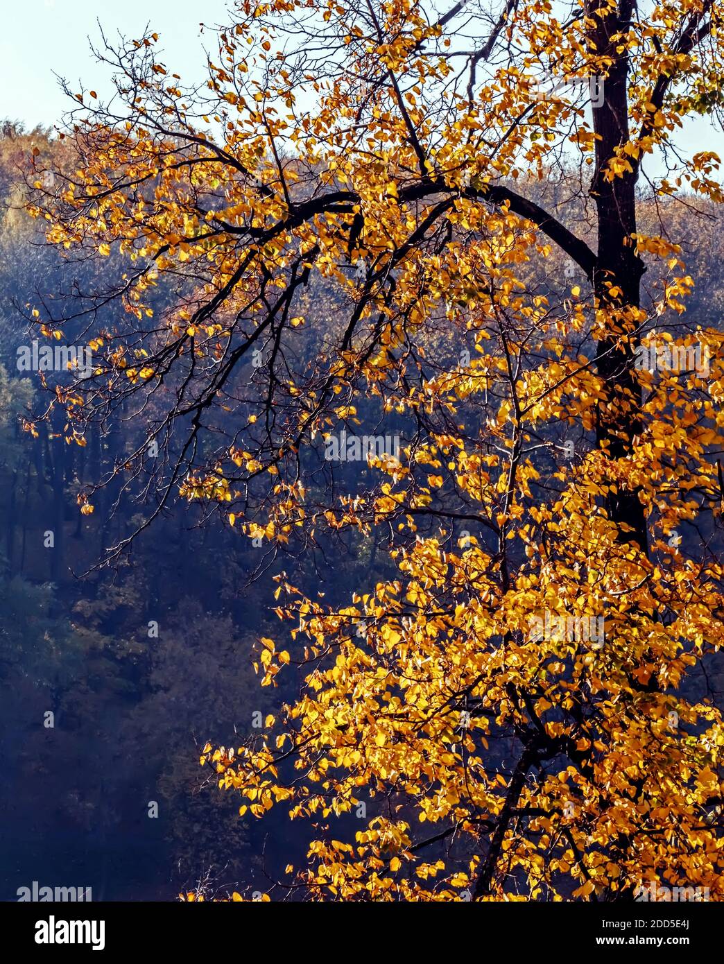 Gold fall tree on forest background at sunny day Stock Photo - Alamy