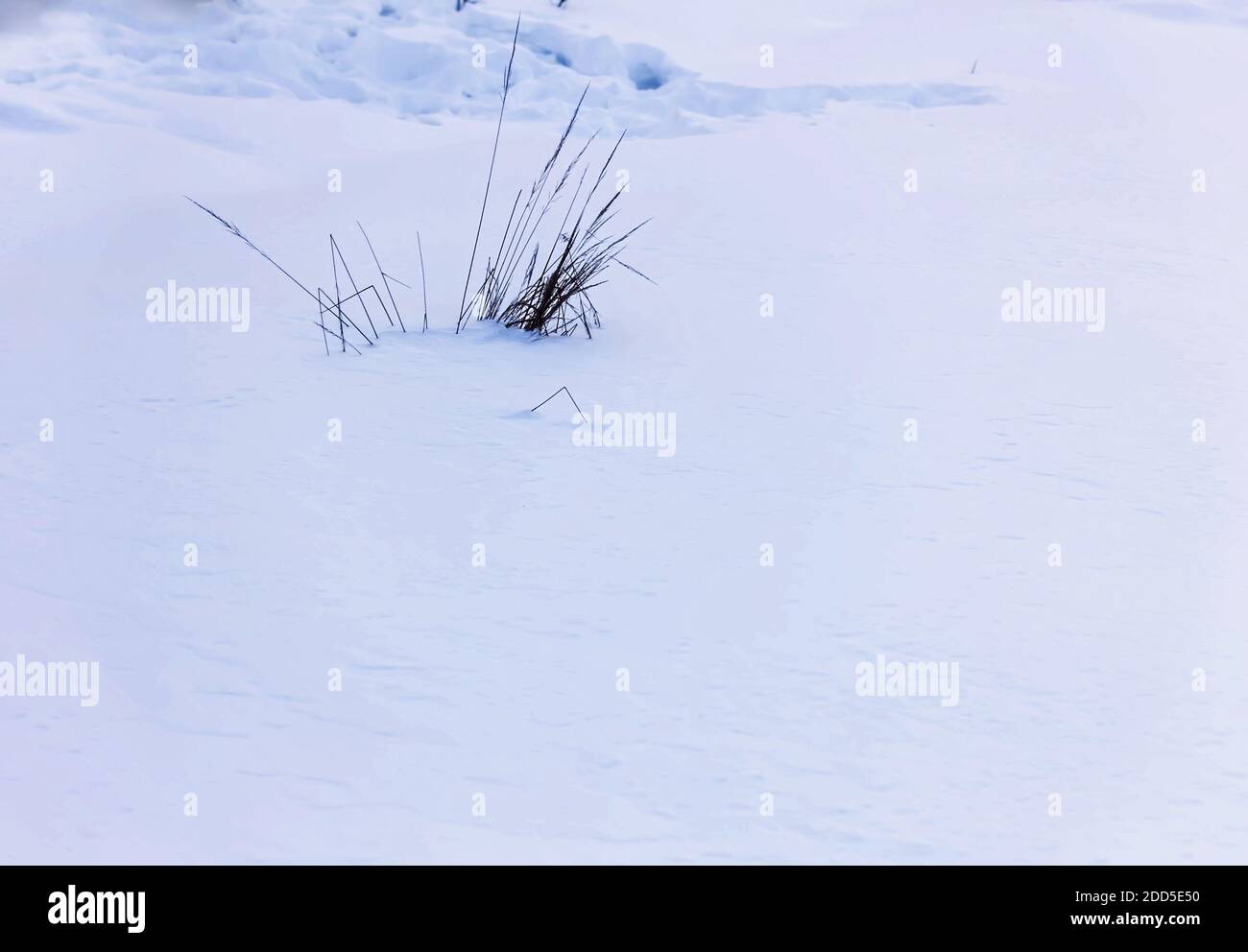 Dry minimal grass in snow field at cloudy winter day Stock Photo - Alamy