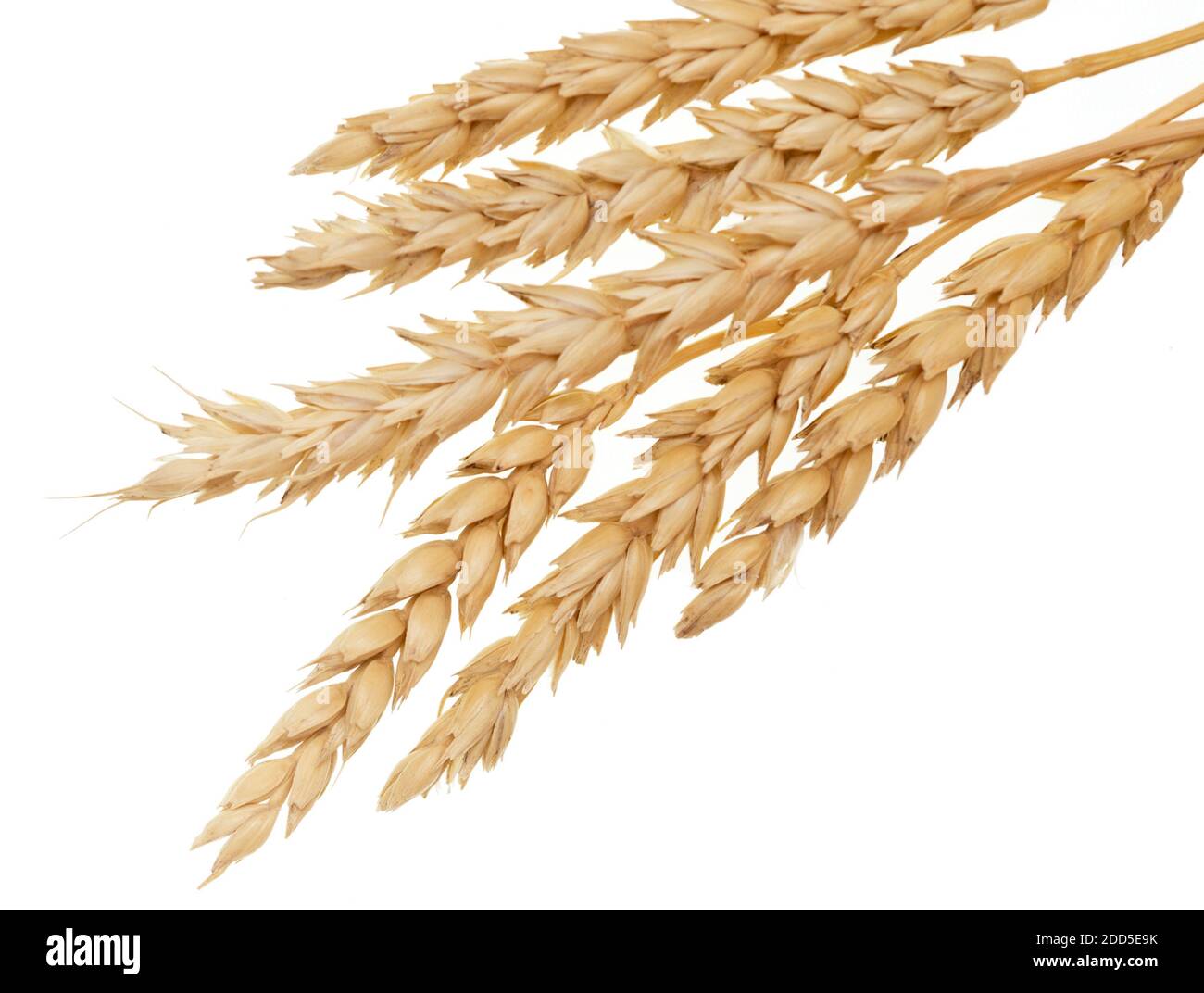 Wheat isolated on white background Stock Photo - Alamy
