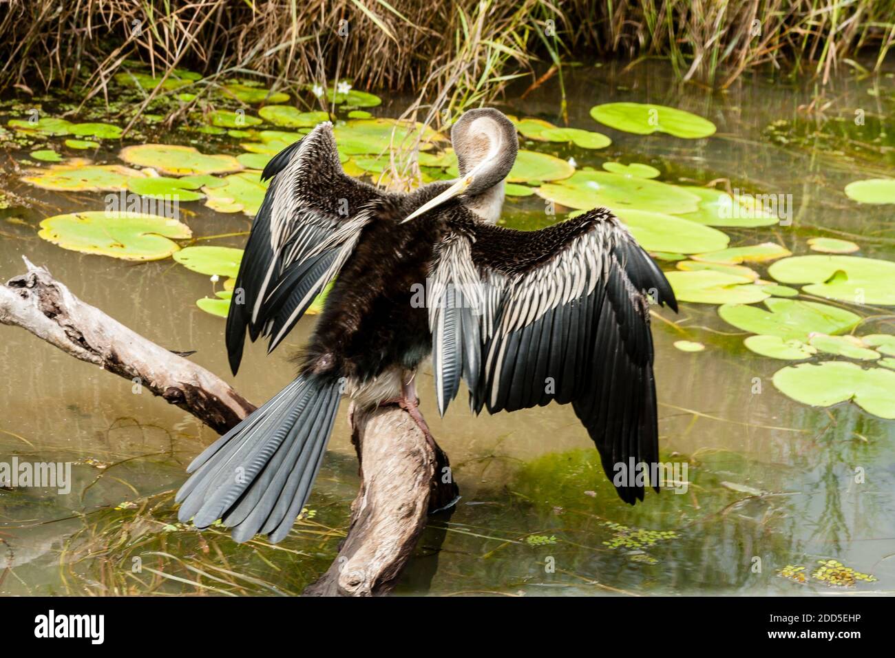 Australian snake bird hi-res stock photography and images - Alamy