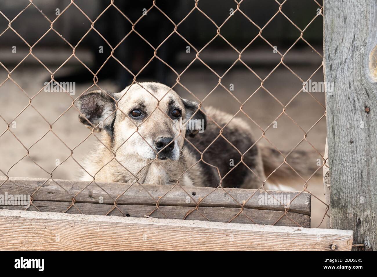 Homeless dog in a shelter for dogs Stock Photo - Alamy