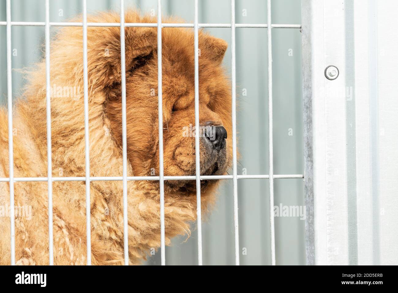 Homeless dog in a shelter for dogs Stock Photo - Alamy