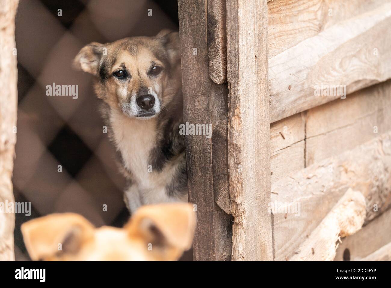 Homeless dog in a shelter for dogs Stock Photo - Alamy