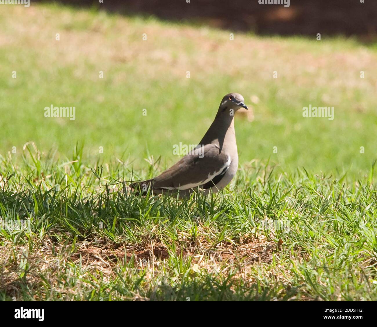 Black neck ring bird hi-res stock photography and images - Alamy