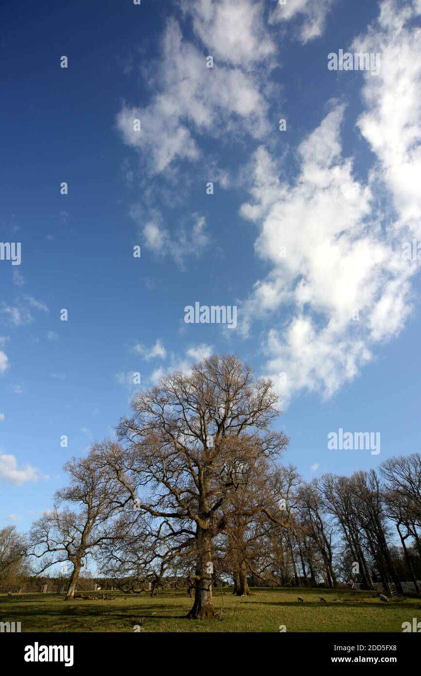 Sky and tree. looking uplarge expanse of blue sky and white clouds ...