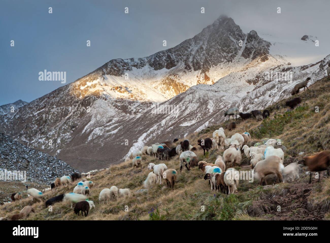 geography / travel, Austria, Tyrol, Vent, bringing down the sheeps the ...