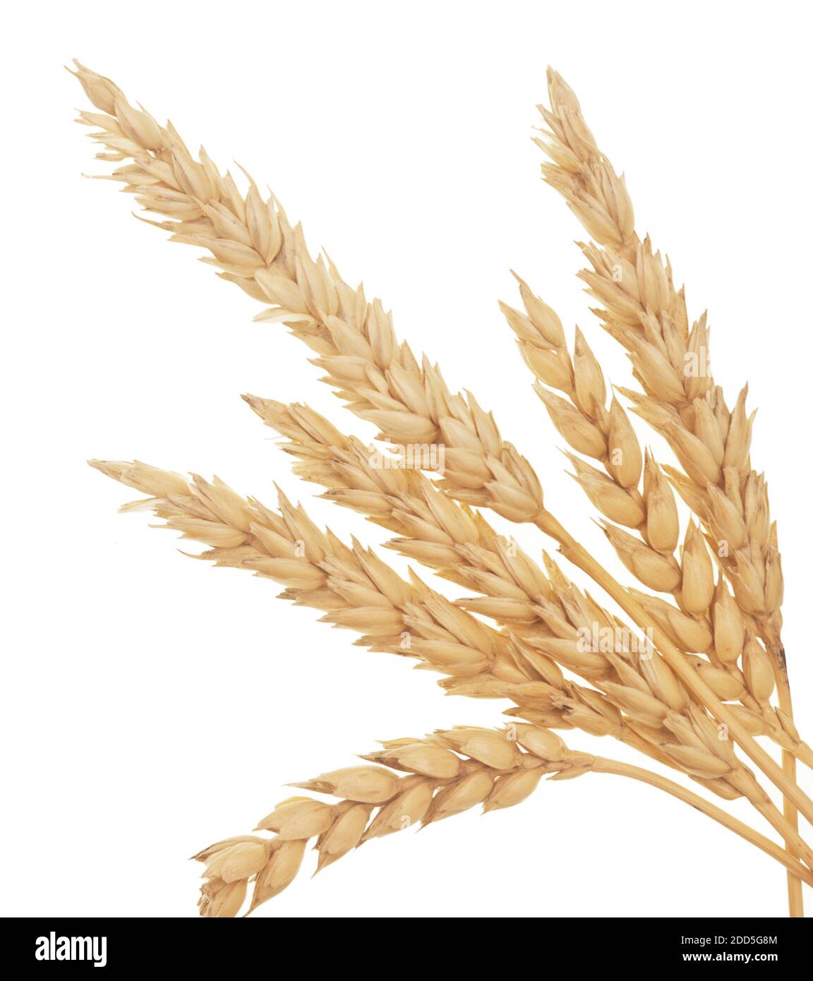 Wheat isolated on white background Stock Photo - Alamy