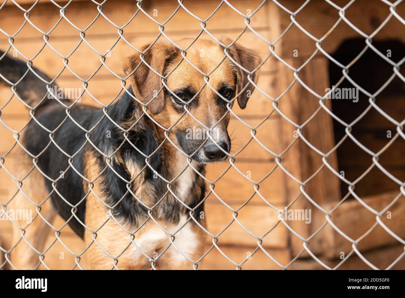 Homeless dog in a shelter for dogs Stock Photo - Alamy