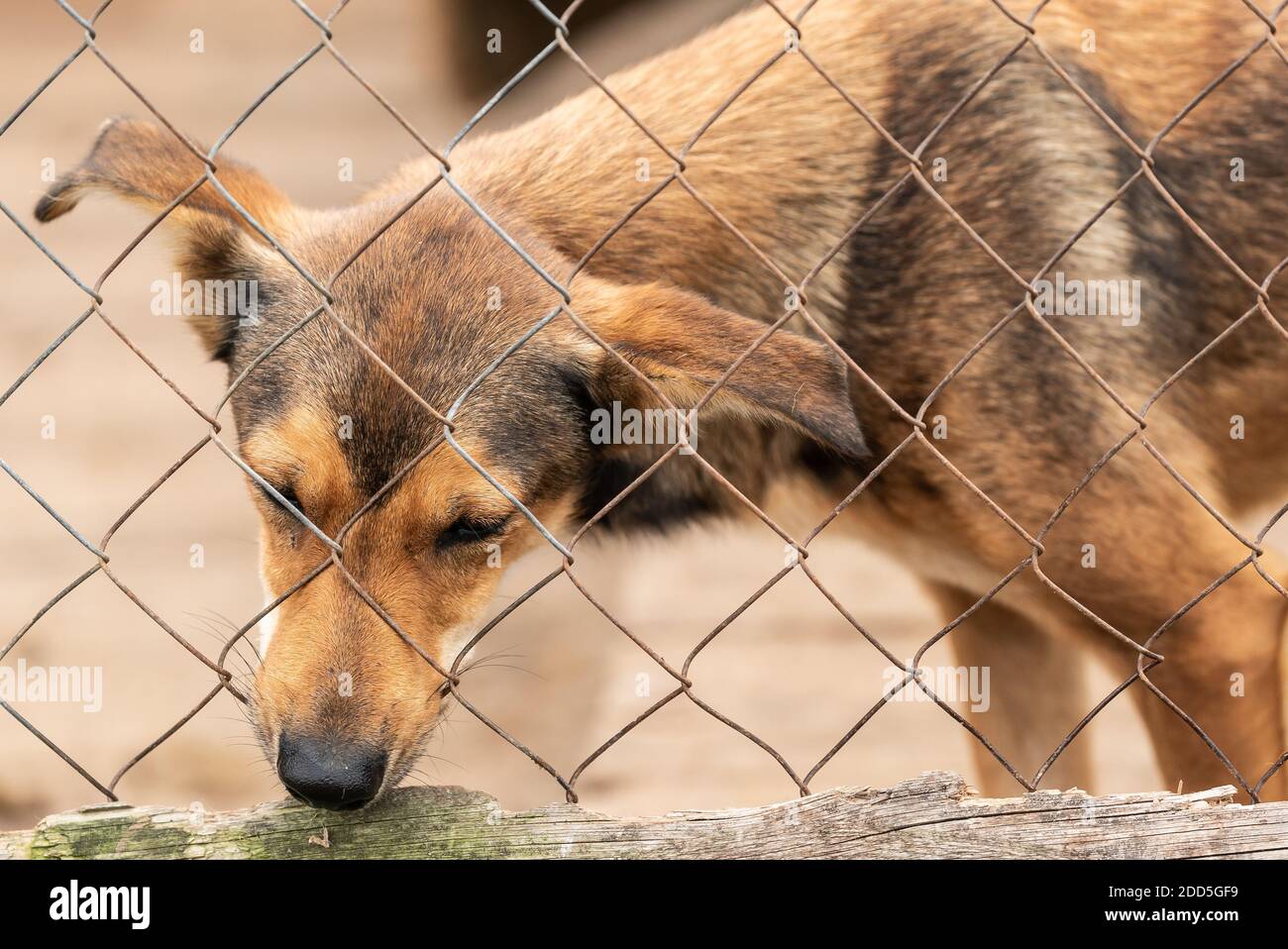 Homeless dog in a shelter for dogs Stock Photo - Alamy