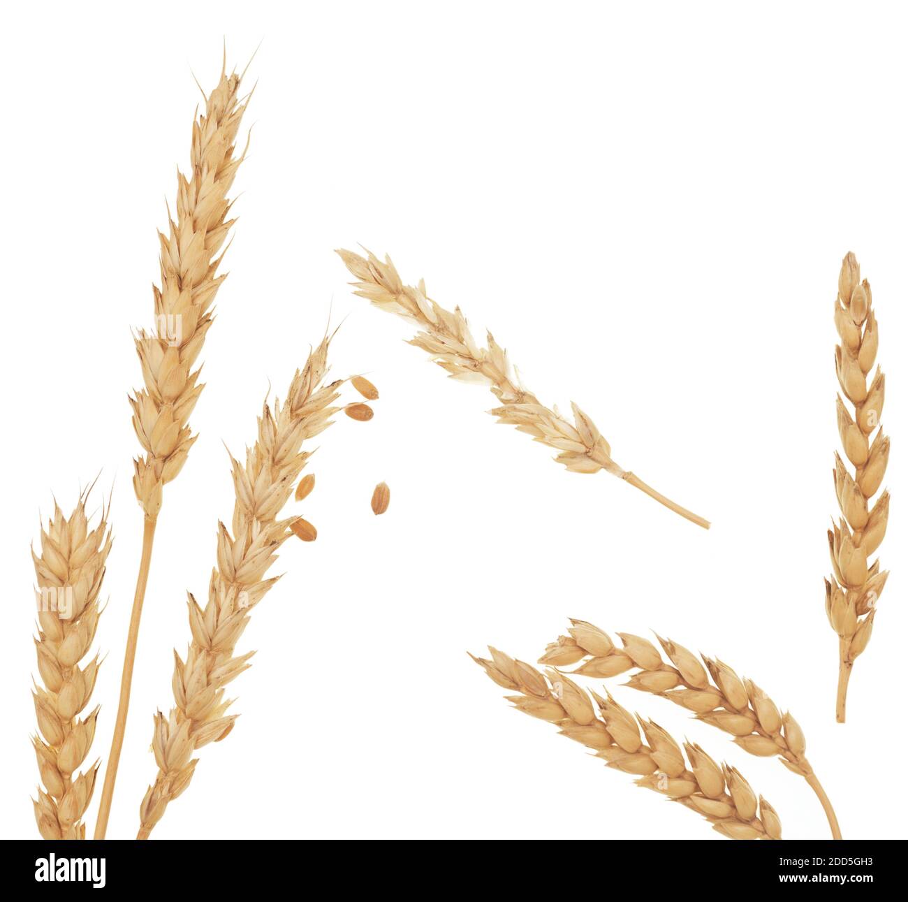 Wheat isolated on white background Stock Photo - Alamy