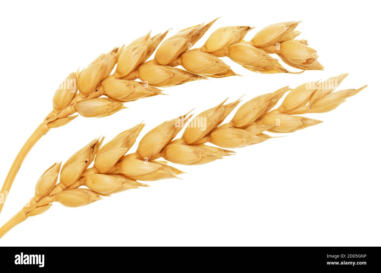 Wheat isolated on white background Stock Photo - Alamy