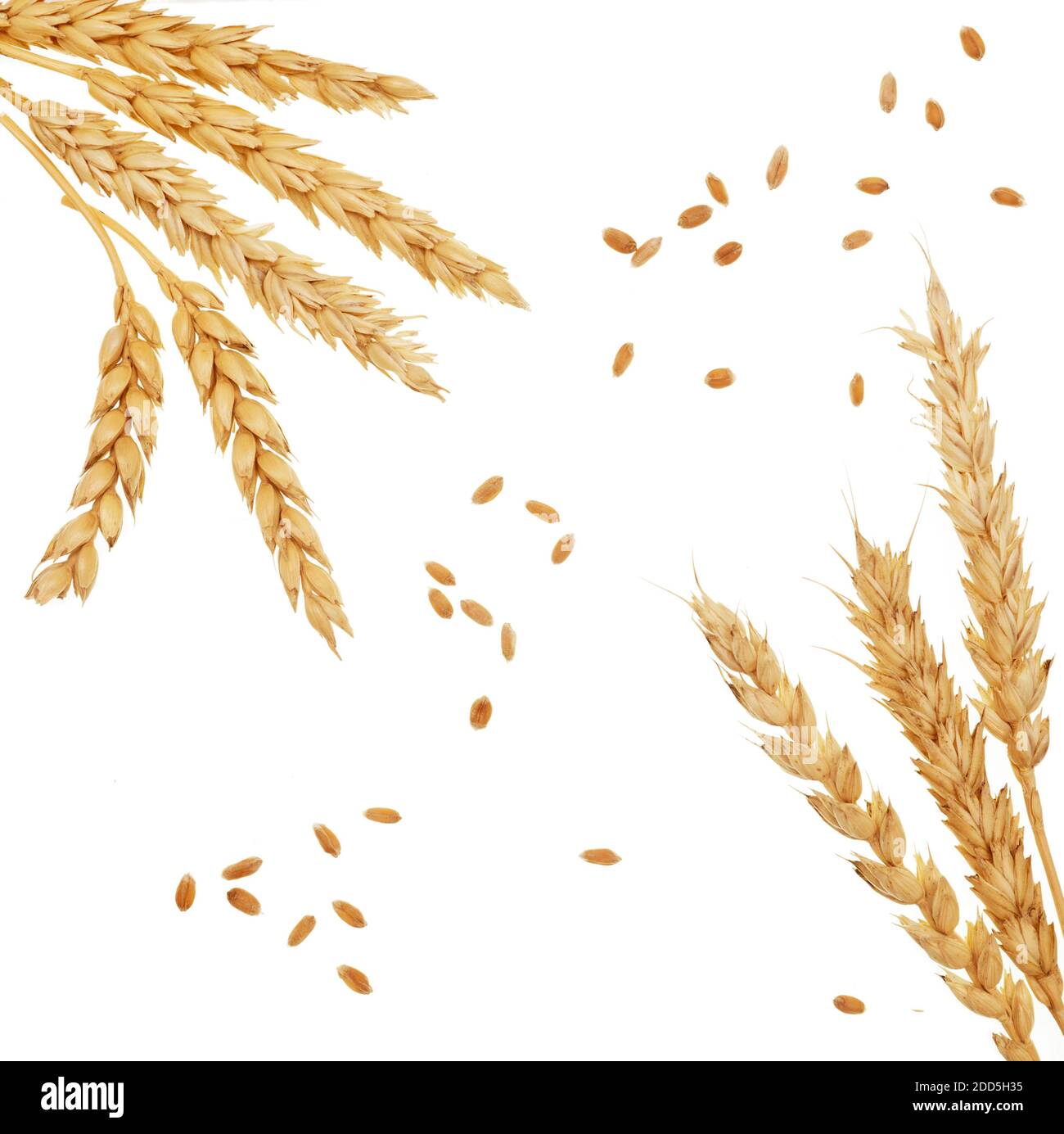 Wheat isolated on white background Stock Photo - Alamy