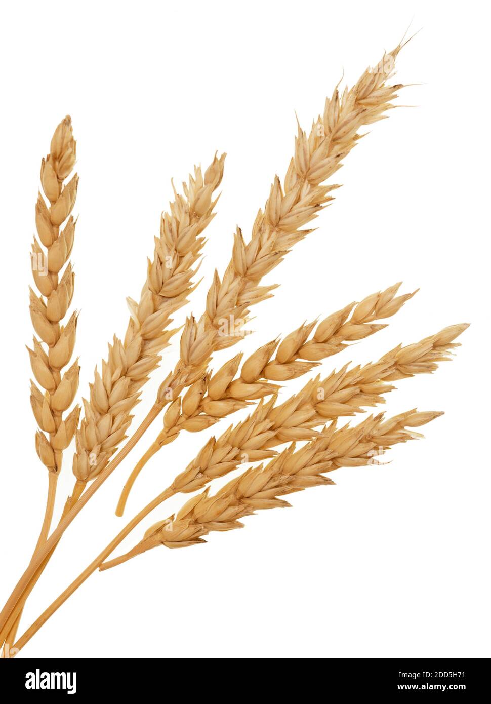 Wheat isolated on white background Stock Photo - Alamy