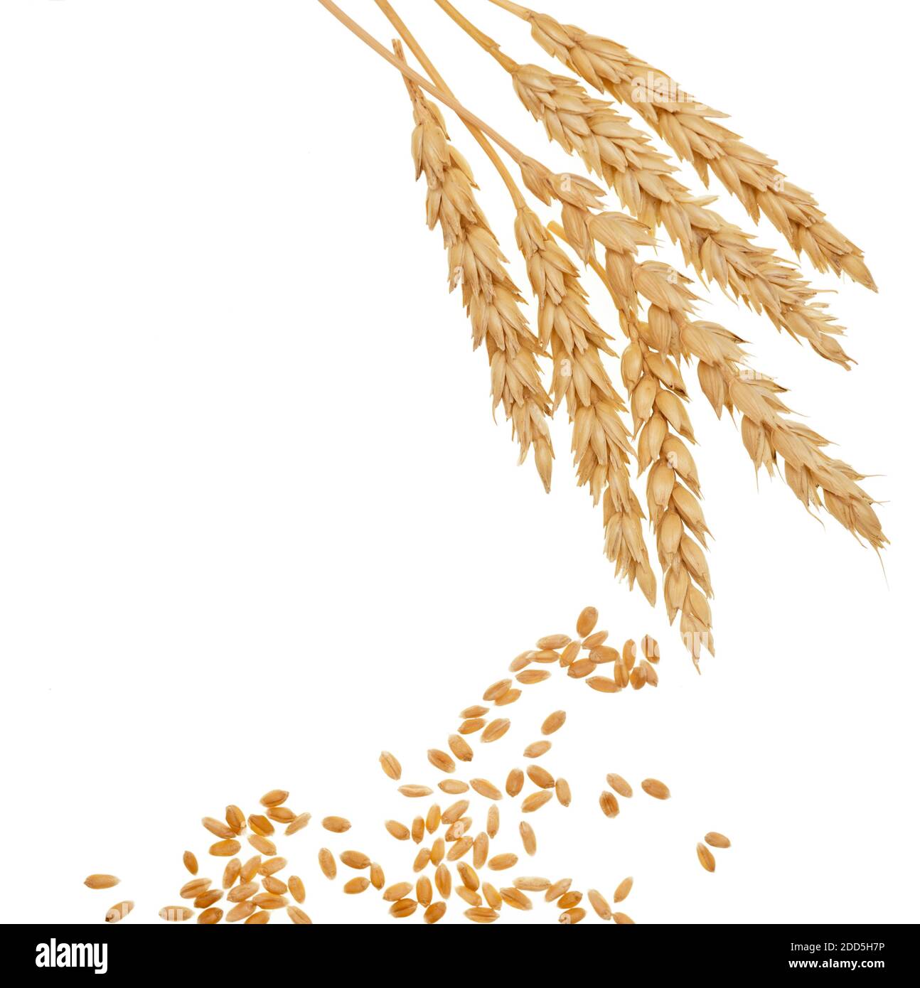 Wheat isolated on white background Stock Photo - Alamy