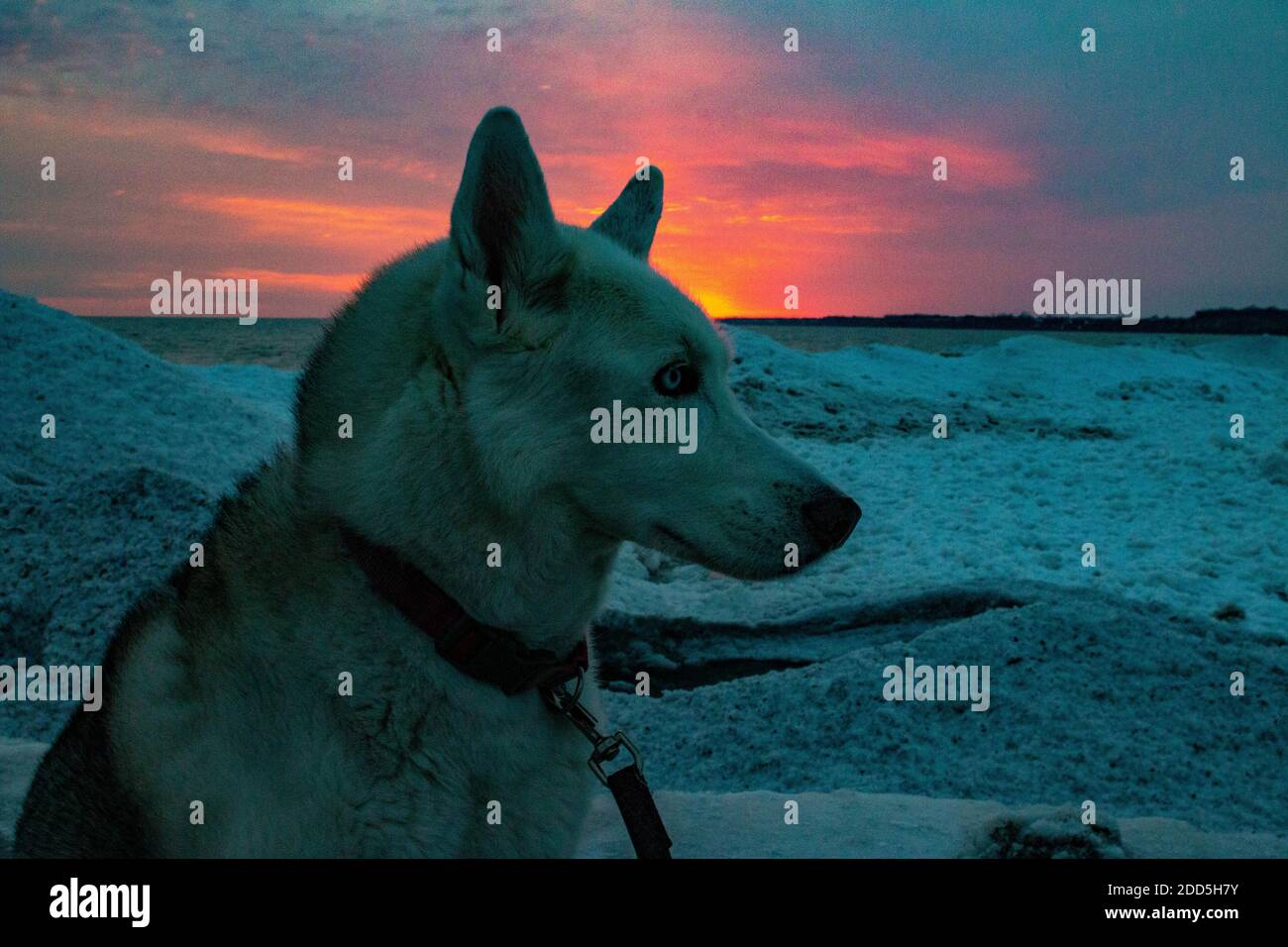 Husky silhouette hi-res stock photography and images - Alamy