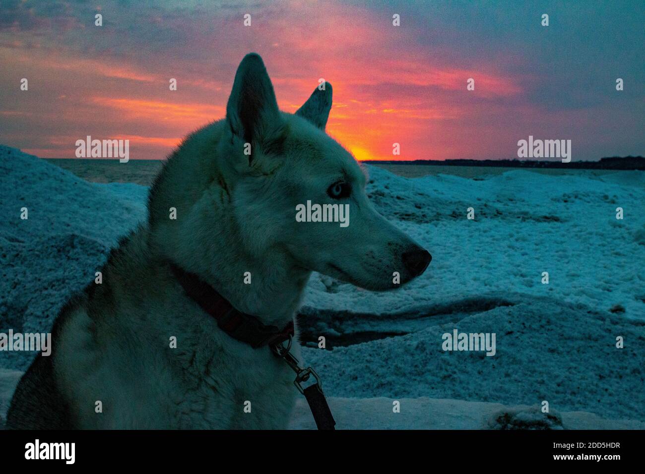 Husky silhouette hi-res stock photography and images - Alamy