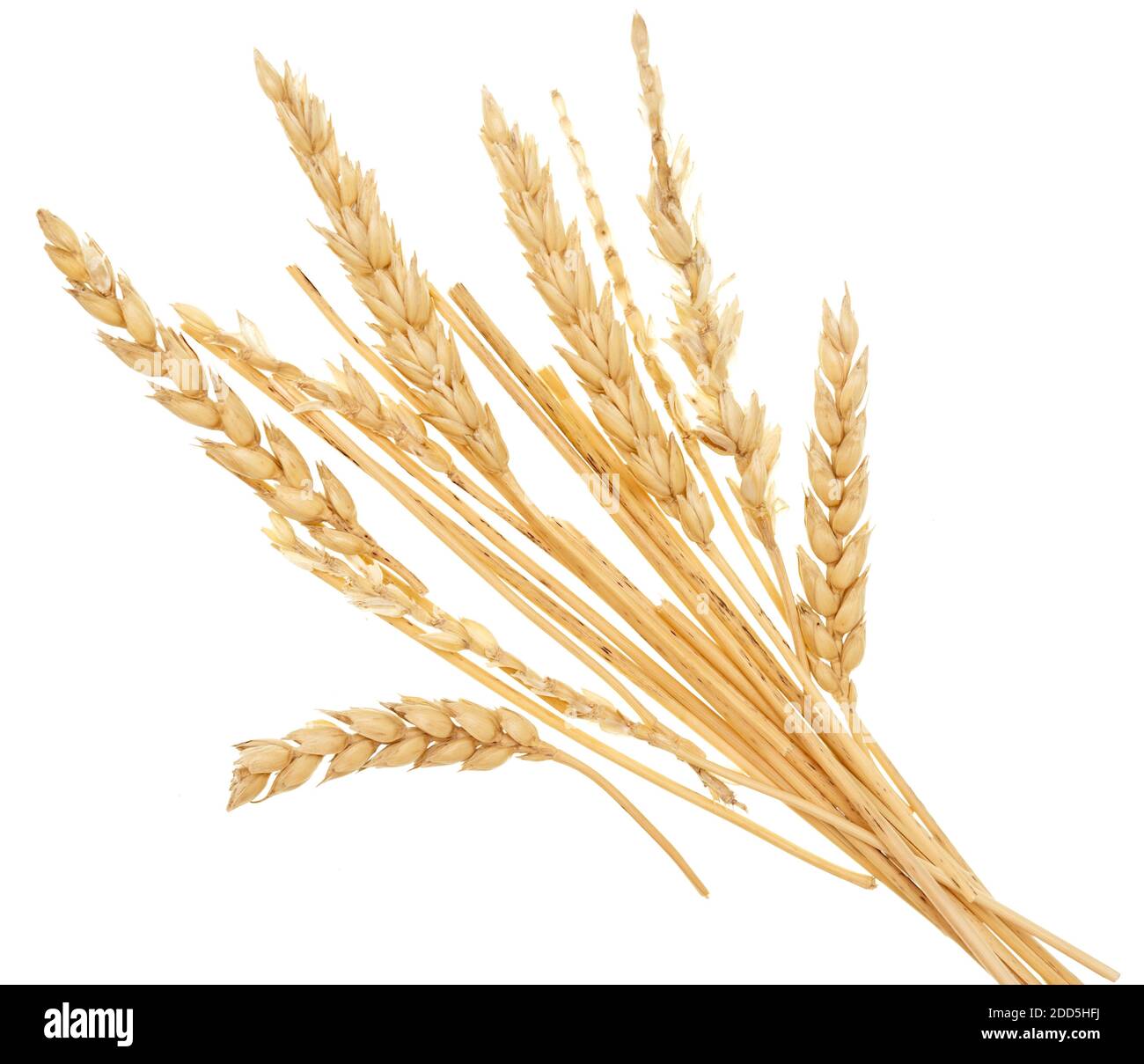 Wheat straw isolated on white background Stock Photo - Alamy
