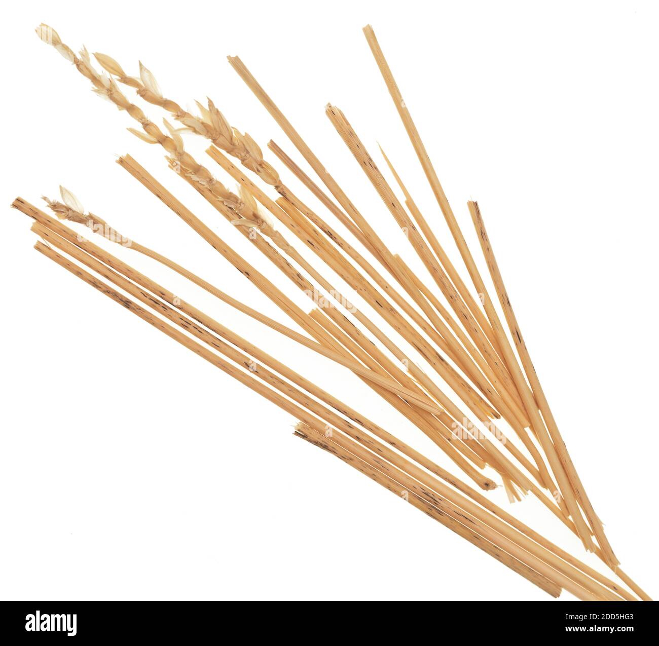 Wheat straw isolated on white background Stock Photo - Alamy
