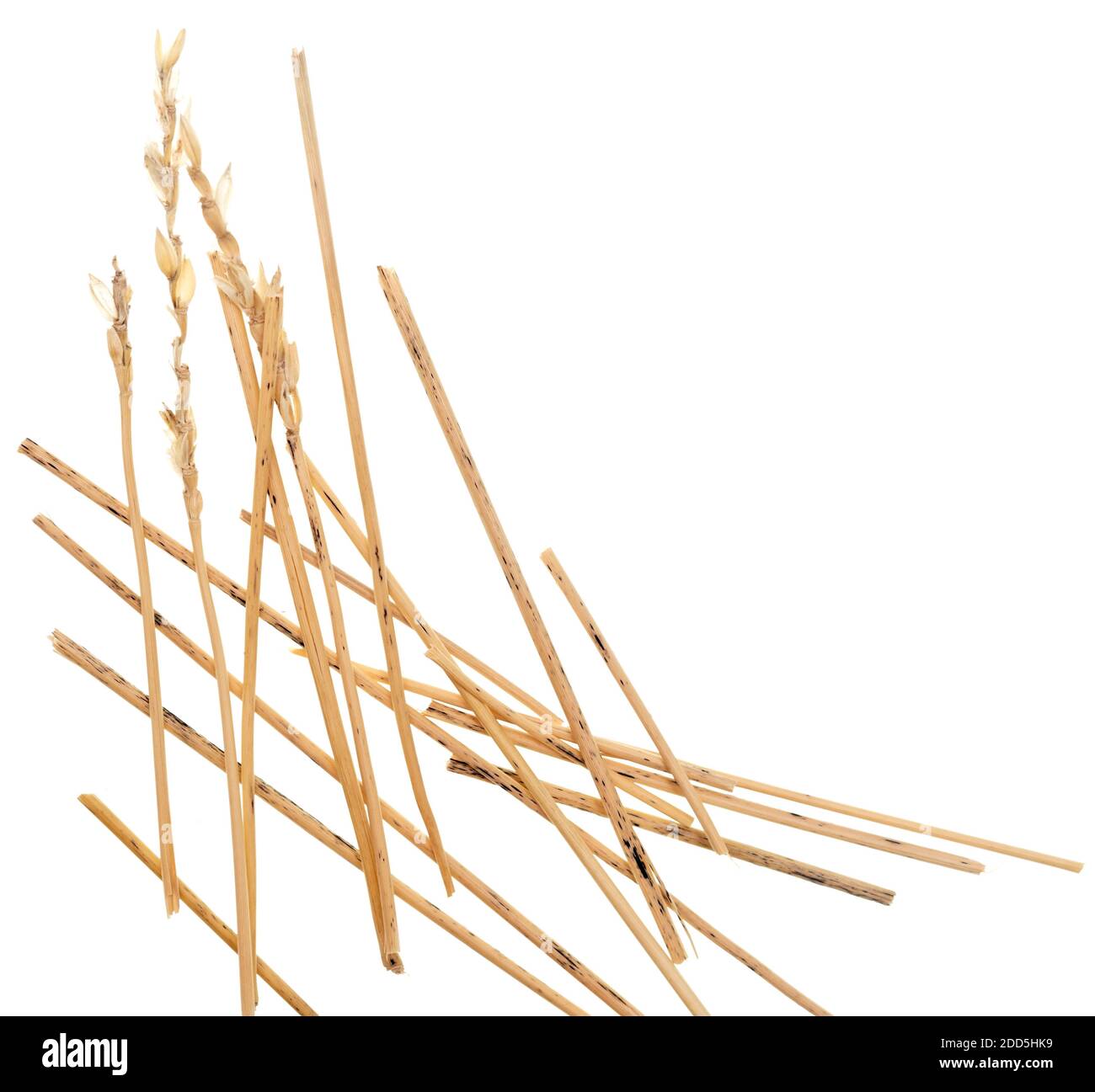 Wheat straw isolated on white background Stock Photo - Alamy