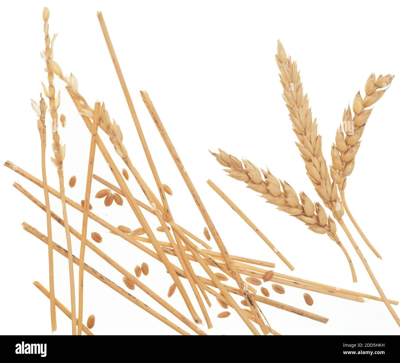 Wheat straw and grain isolated on white background Stock Photo - Alamy