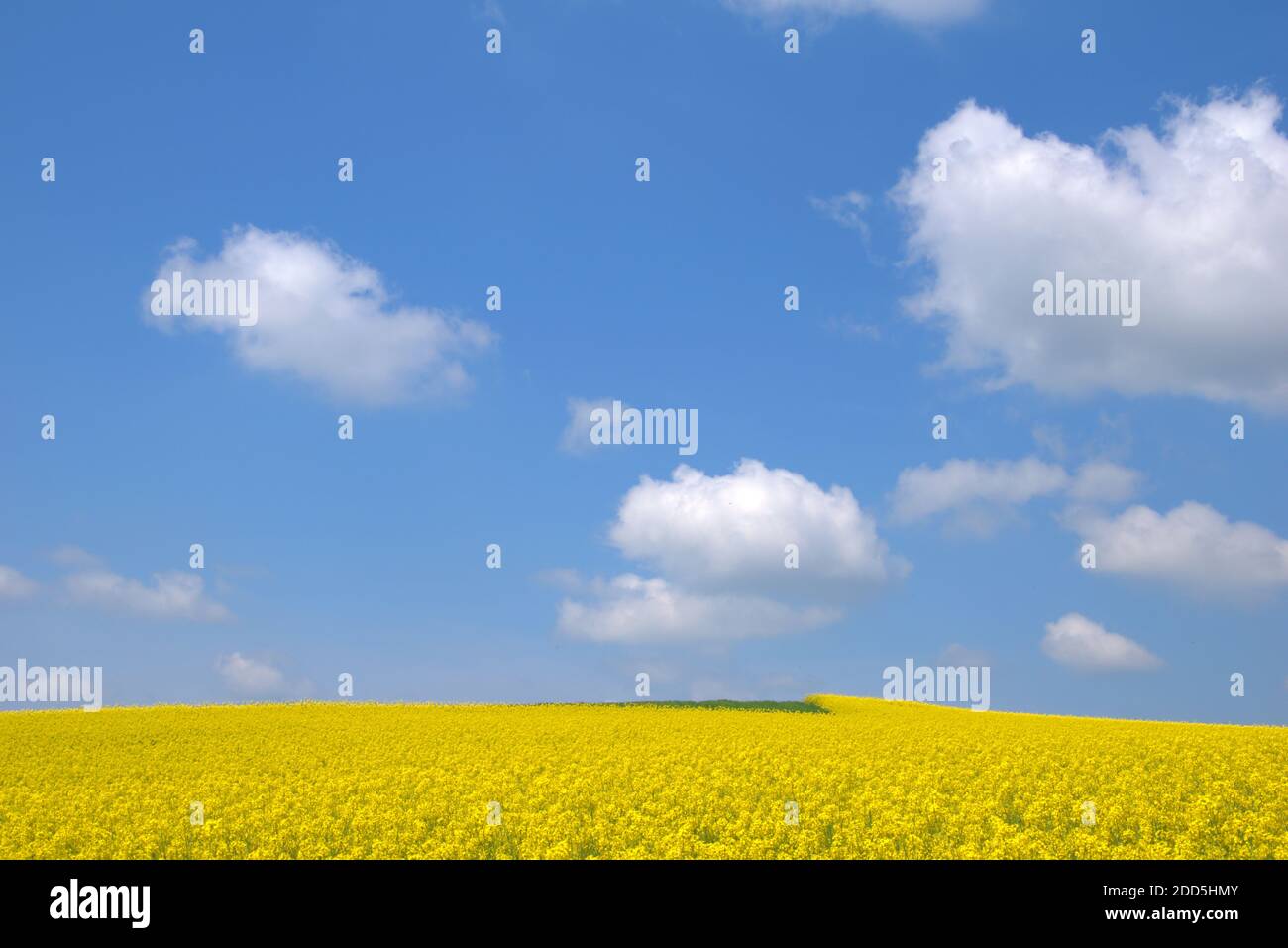 Blooming canola field. Rape on the field in summer. Bright Yellow ...
