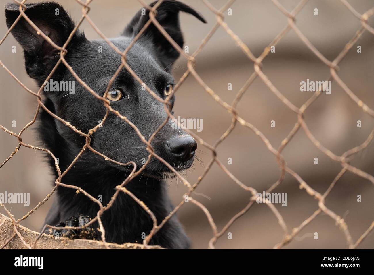 Homeless dog in a shelter for dogs Stock Photo - Alamy